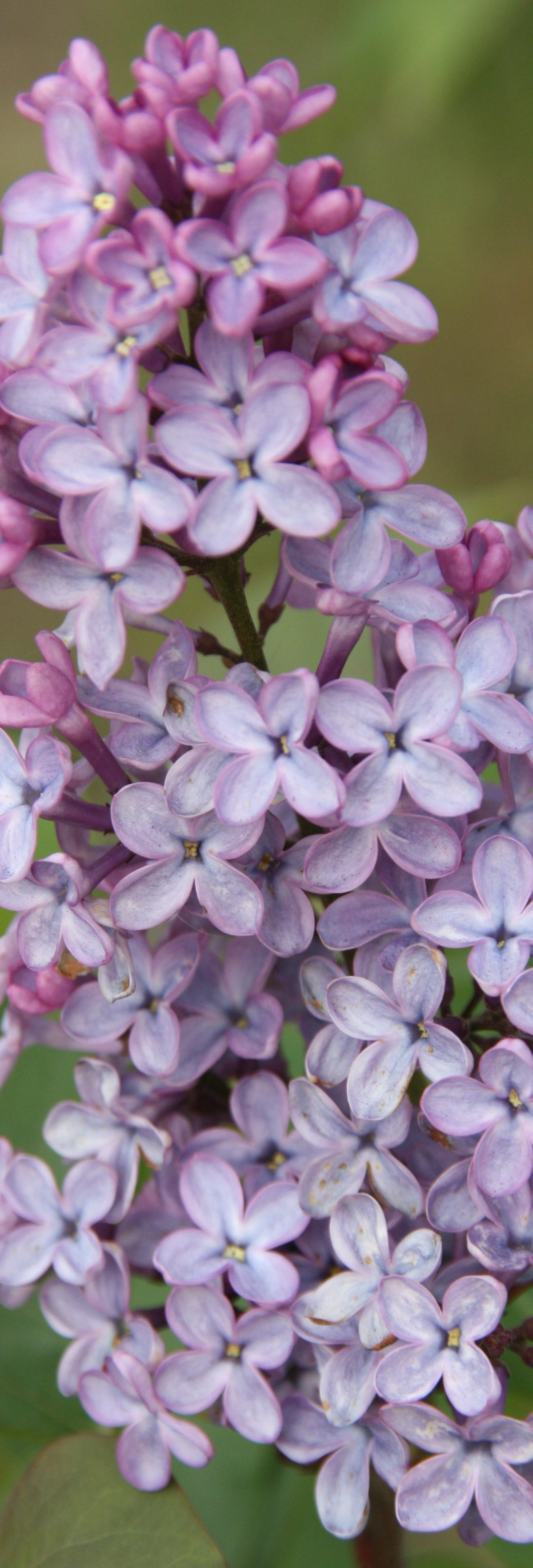 Die Farben des Flieders Von Blau zu Weiß und umgekehrt – Fliedertraum Blog