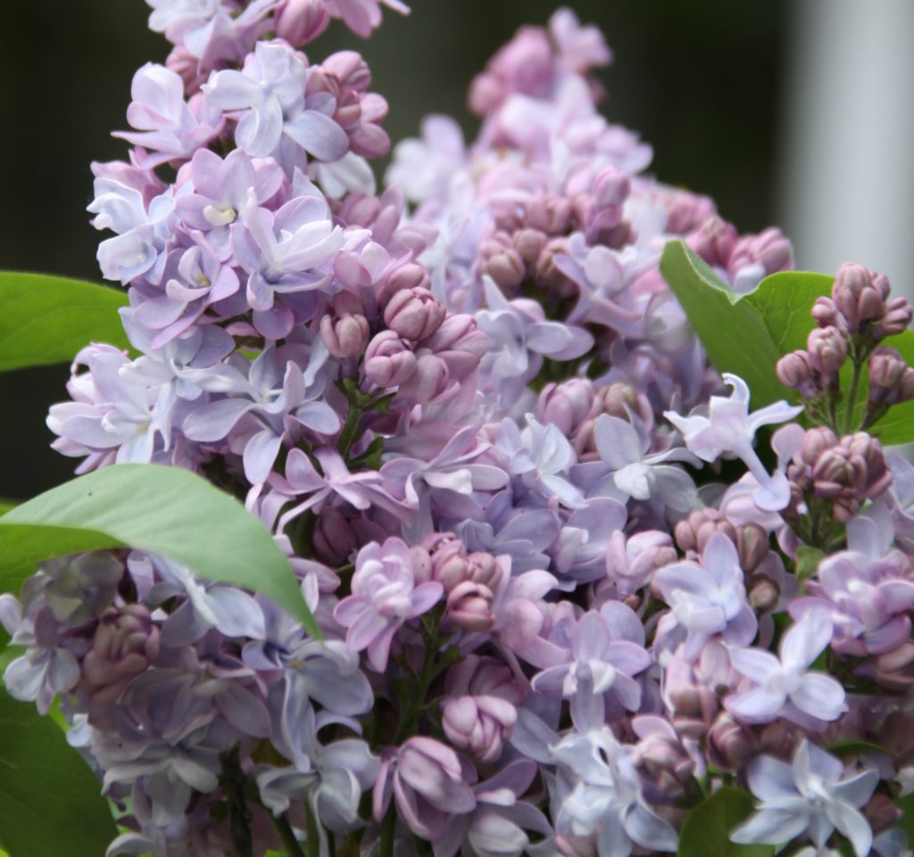 Die Farben des Flieders Von Blau zu Weiß und umgekehrt – Fliedertraum Blog