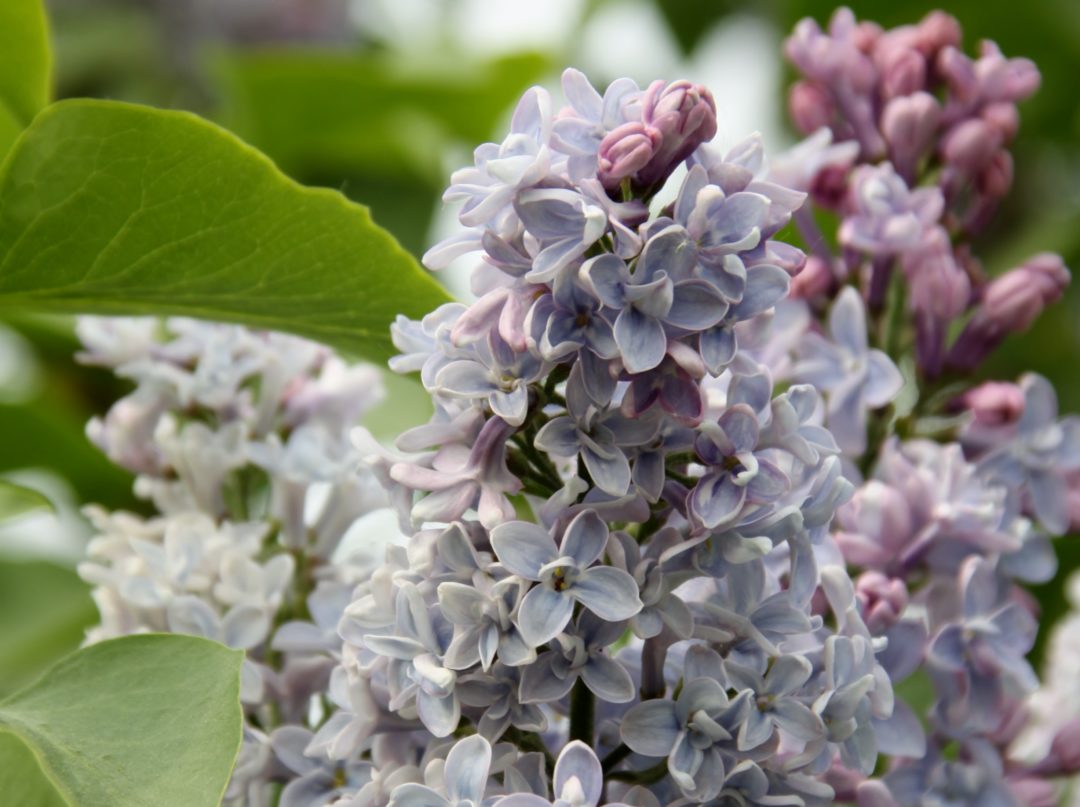 Syringa vulgaris „Président Grévy“ Historisch schön – Fliedertraum Blog