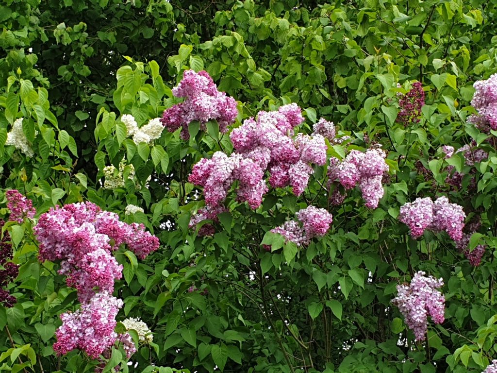 Syringa hyacinthiflora „Esther Staley“ Ein Blütenmeer aus Übersee ...